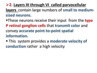 Visual cortex | PPTX