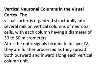 Visual cortex | PPTX