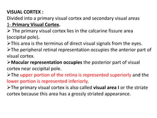 Visual cortex | PPT