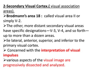 Secondary Visual Cortex