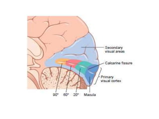 Secondary Visual Cortex