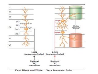 Visual Cortex Layers