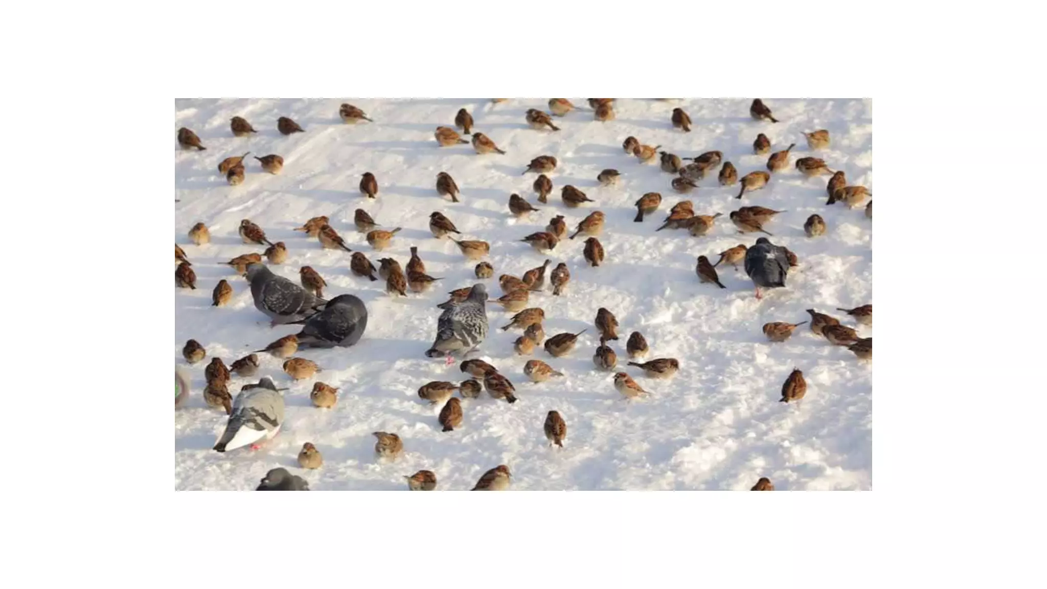 Visual categorization and data visualizations | PPTX