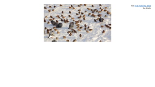 Visual categorization and data visualizations | PPTX