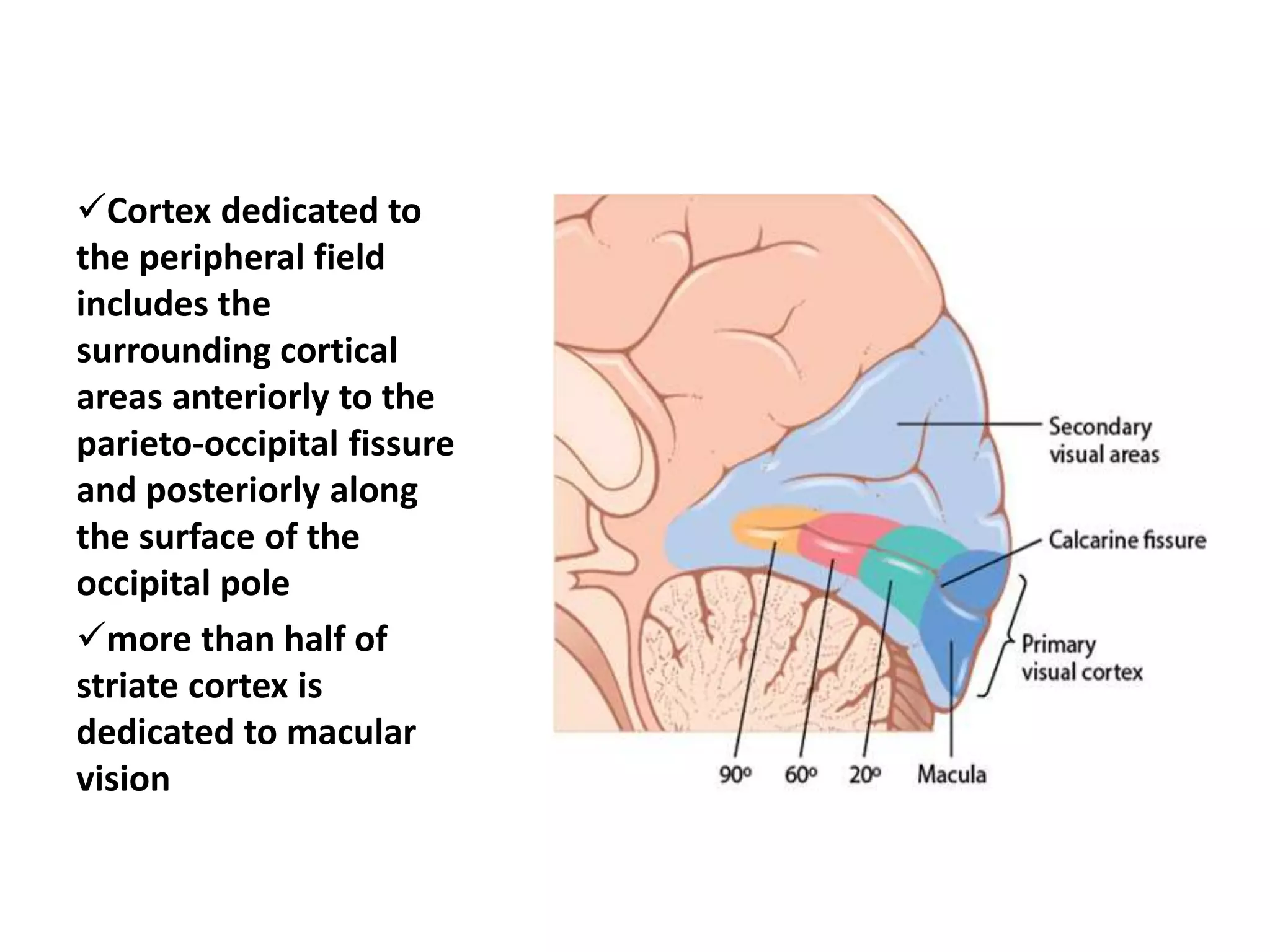 Visual evoked potentials | PPTX