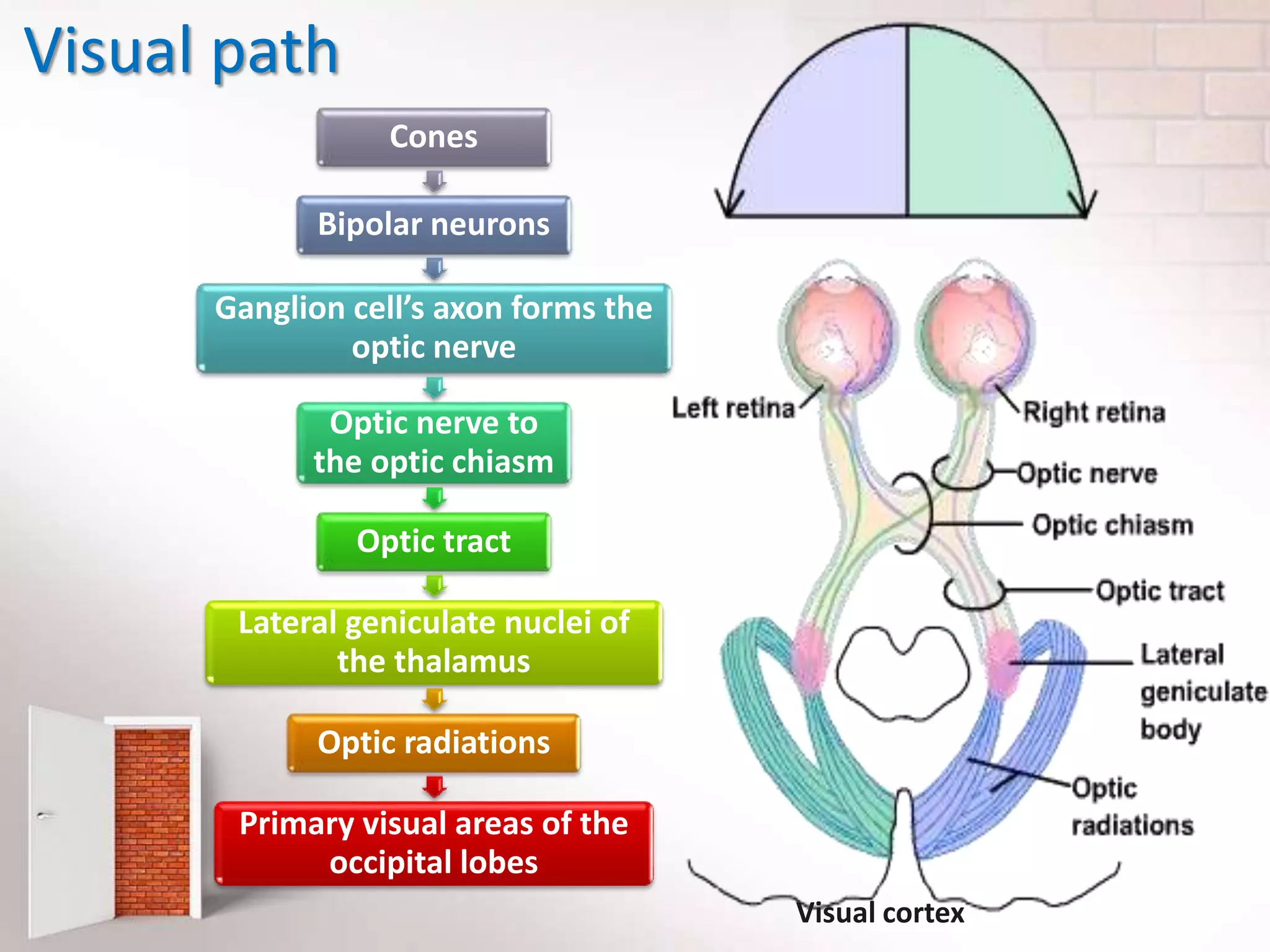 Visual field evaluation | PPTX | Eye and Vision Conditions | Diseases ...