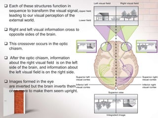 Visual field evaluation | PPTX