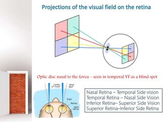 Visual field evaluation | PPTX