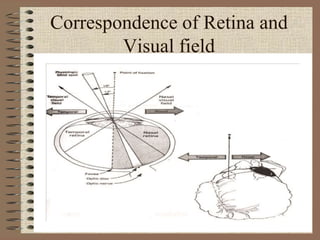 Measurement of Visual field in human.ppt