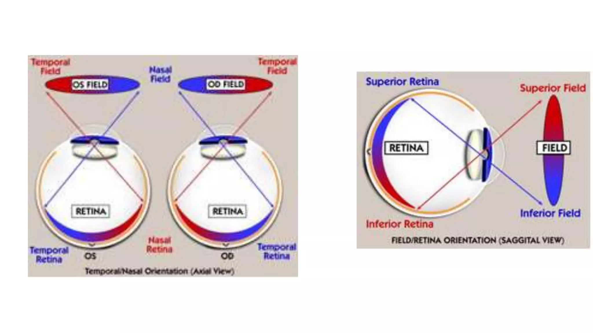 Visual field basics & interpretation | PPTX