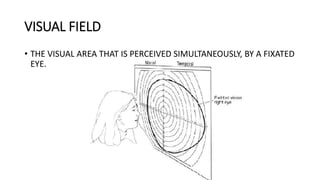 Visual field basics & interpretation | PPTX | Eye and Vision Conditions ...