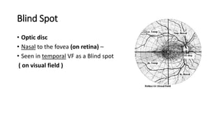 Visual field basics & interpretation | PPTX | Eye and Vision Conditions ...