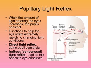 Visual field defects and light reflex | PPT