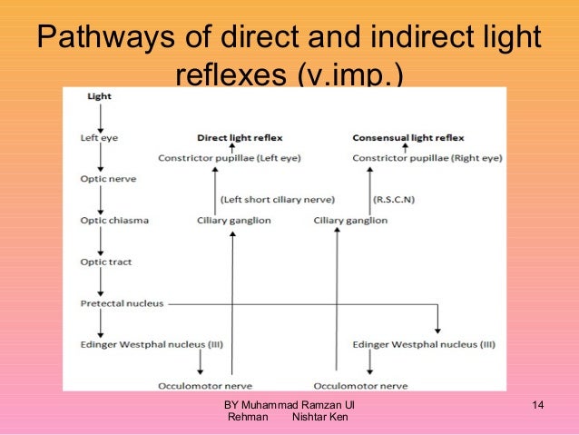 Visual field defects and light reflex