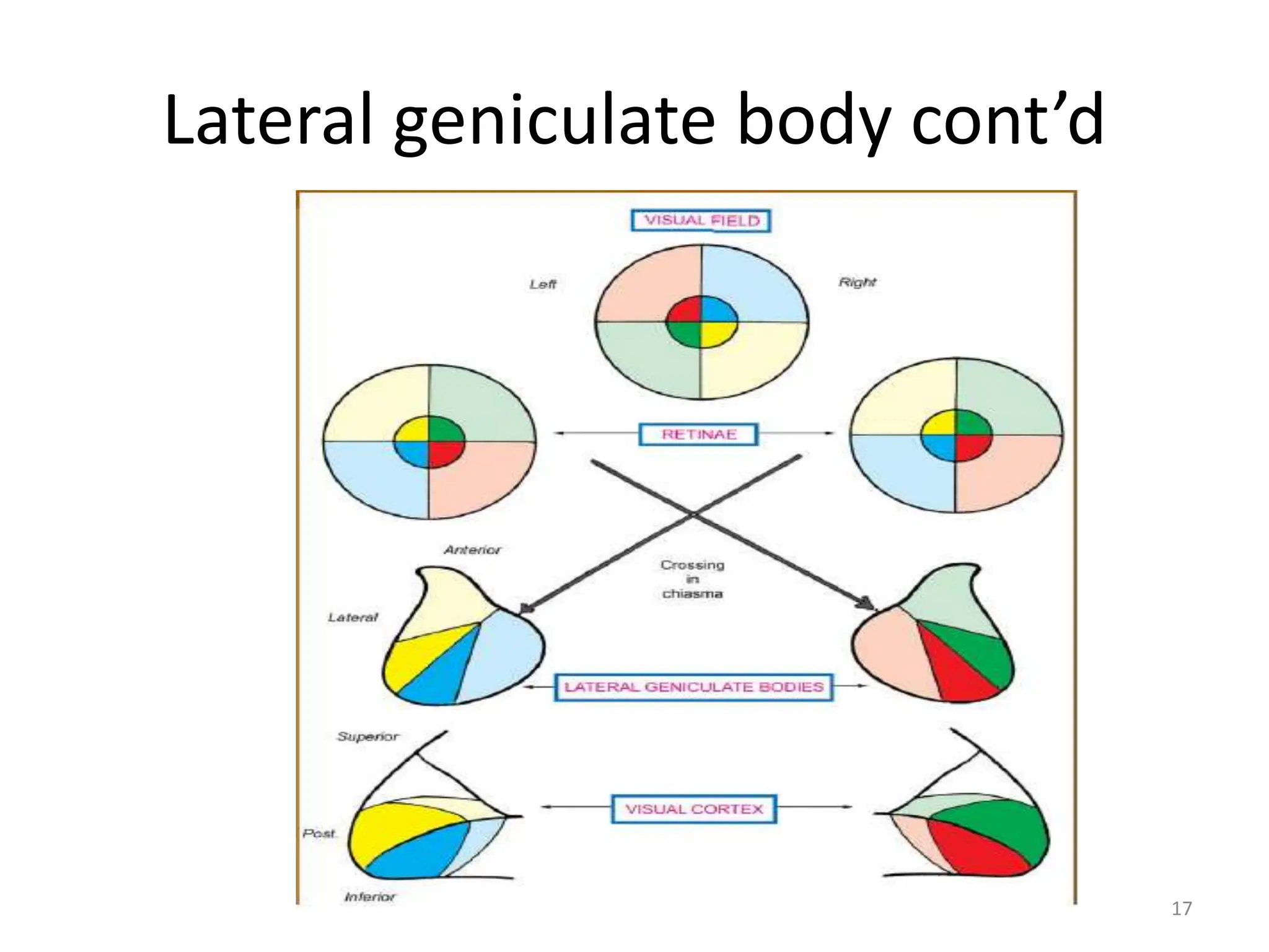 VISUAL FIELD AND PATHWAY (Neuroanatomy). | PPTX