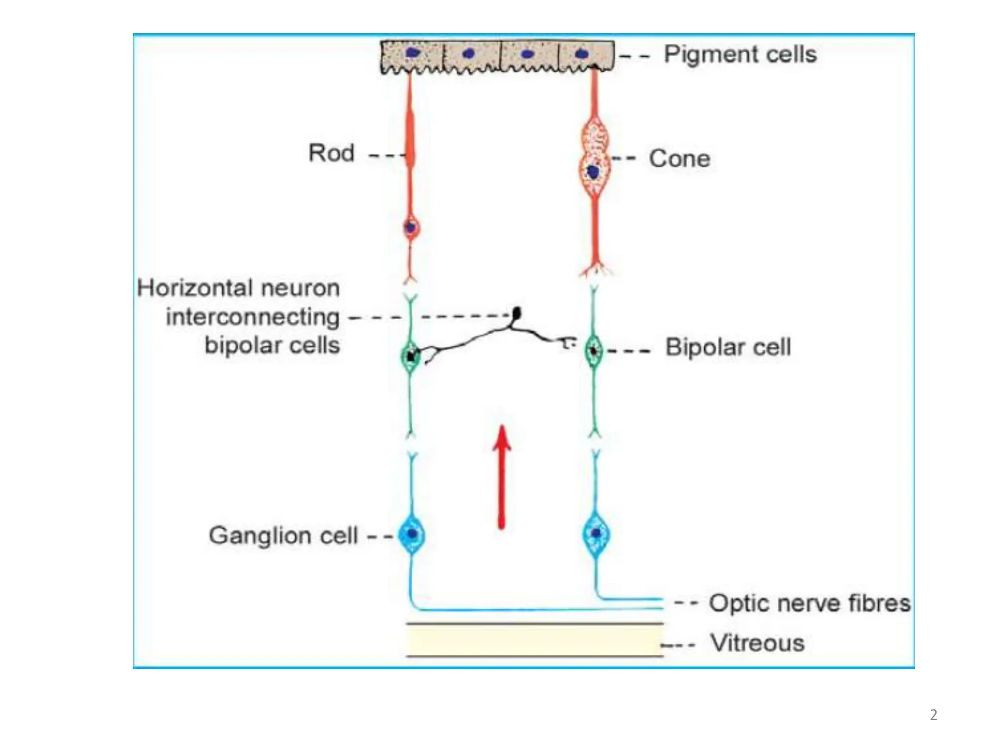VISUAL FIELD AND PATHWAY (Neuroanatomy). | PPTX
