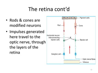 VISUAL FIELD AND PATHWAY (Neuroanatomy). | PPT