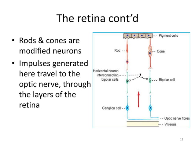 VISUAL FIELD AND PATHWAY (Neuroanatomy). | PPT