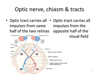 VISUAL FIELD AND PATHWAY (Neuroanatomy). | PPTX