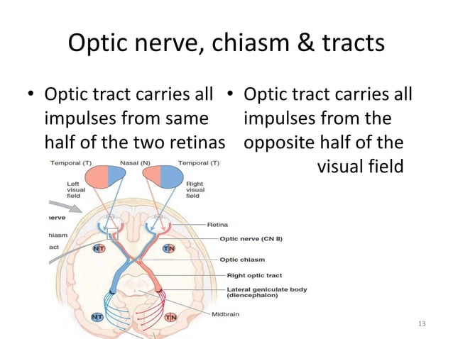 VISUAL FIELD AND PATHWAY (Neuroanatomy). | PPT