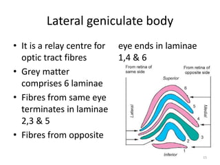 VISUAL FIELD AND PATHWAY (Neuroanatomy). | PPT