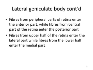 VISUAL FIELD AND PATHWAY (Neuroanatomy). | PPT