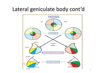 VISUAL FIELD AND PATHWAY (Neuroanatomy). | PPT