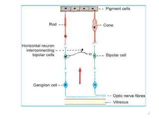 VISUAL FIELD AND PATHWAY (Neuroanatomy). | PPT