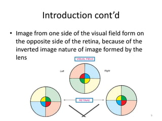 VISUAL FIELD AND PATHWAY (Neuroanatomy). | PPT