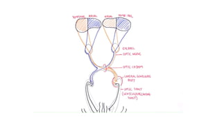 Visual field report | PPT