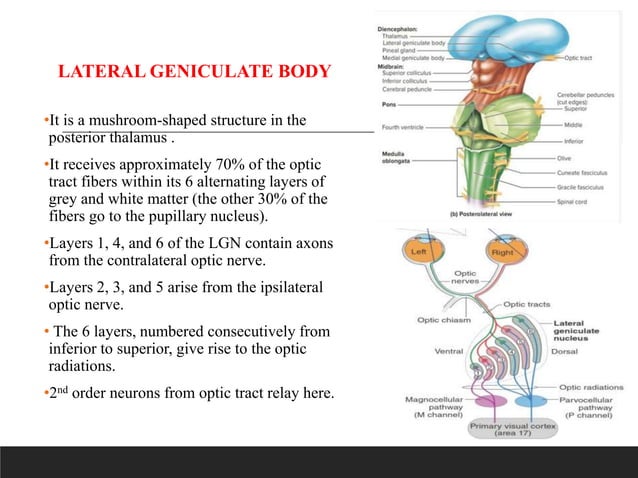 visual fields in neuro ophthalmology-part 1 | PPT