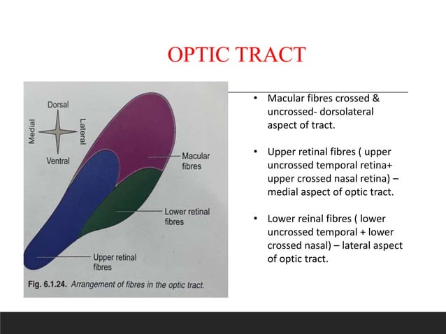 visual fields in neuro ophthalmology-part 1 | PPT