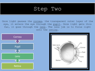 Vision and Hearing | PPTX