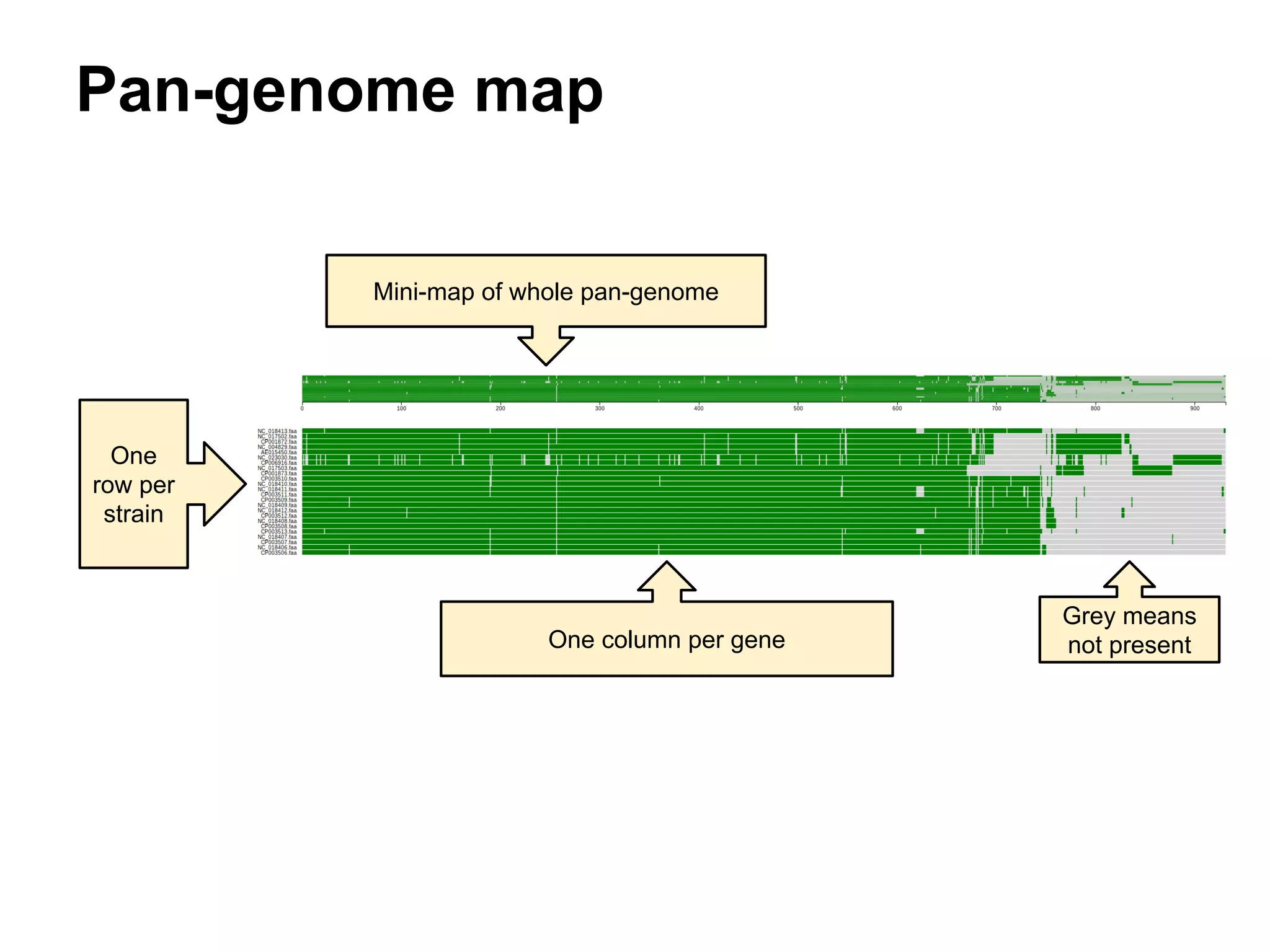 Visualizing the pan genome - Australian Society for Microbiology - tue ...