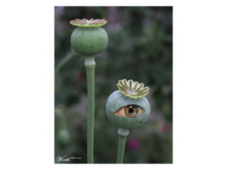 Visual literacy test | PPT