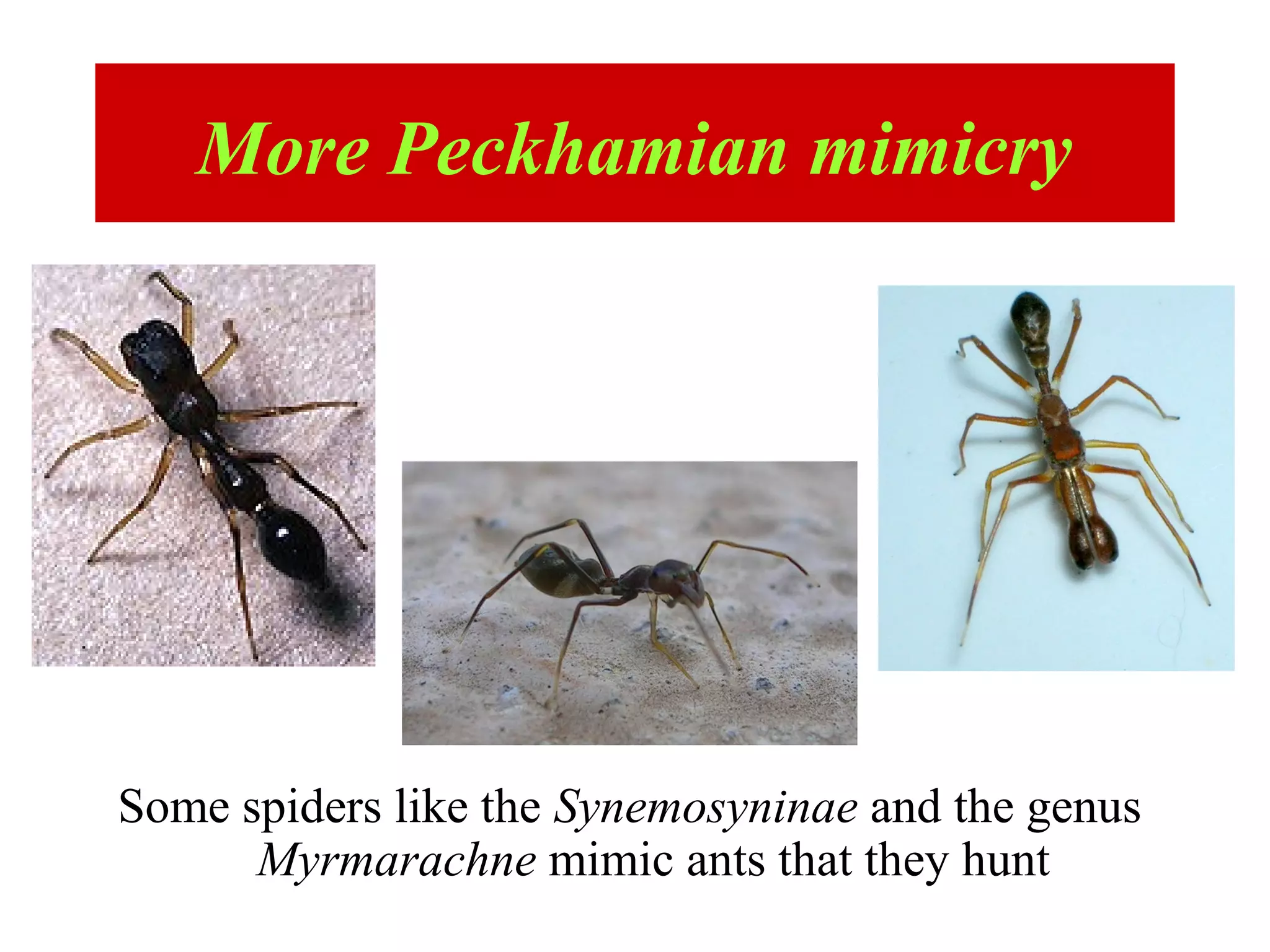 Visual mimicry | PPT