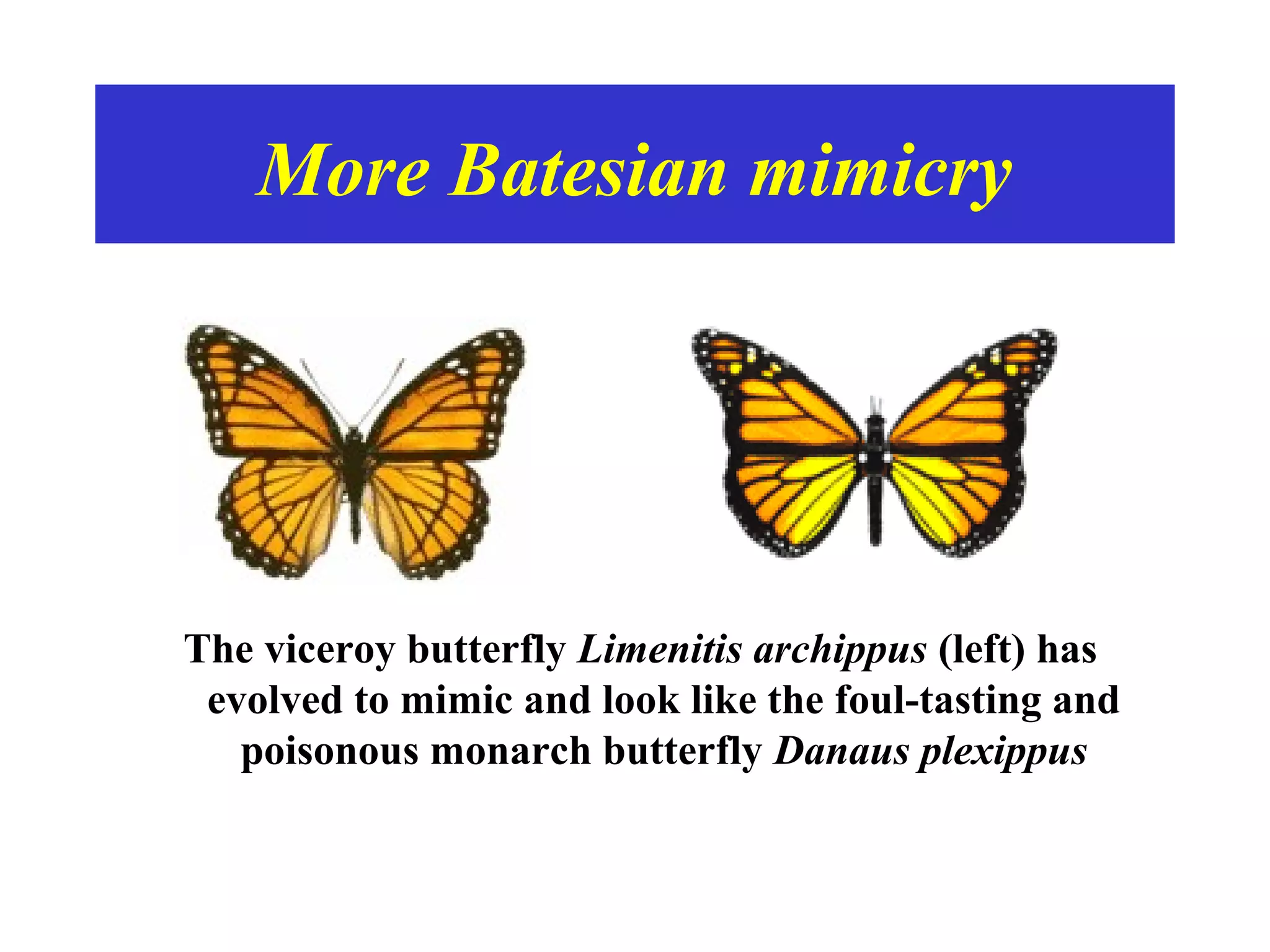 Visual mimicry | PPT