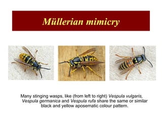Visual mimicry | PPT