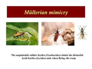 Visual mimicry | PPT