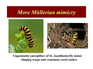 Visual mimicry | PPT