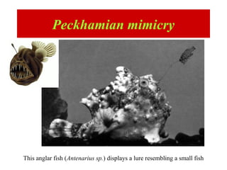 Visual mimicry | PPT
