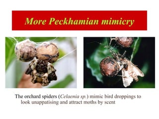 Visual mimicry | PPT