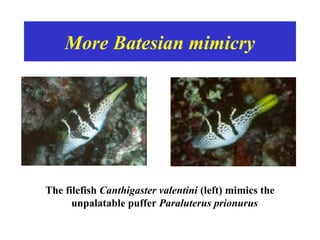 Visual mimicry | PPT