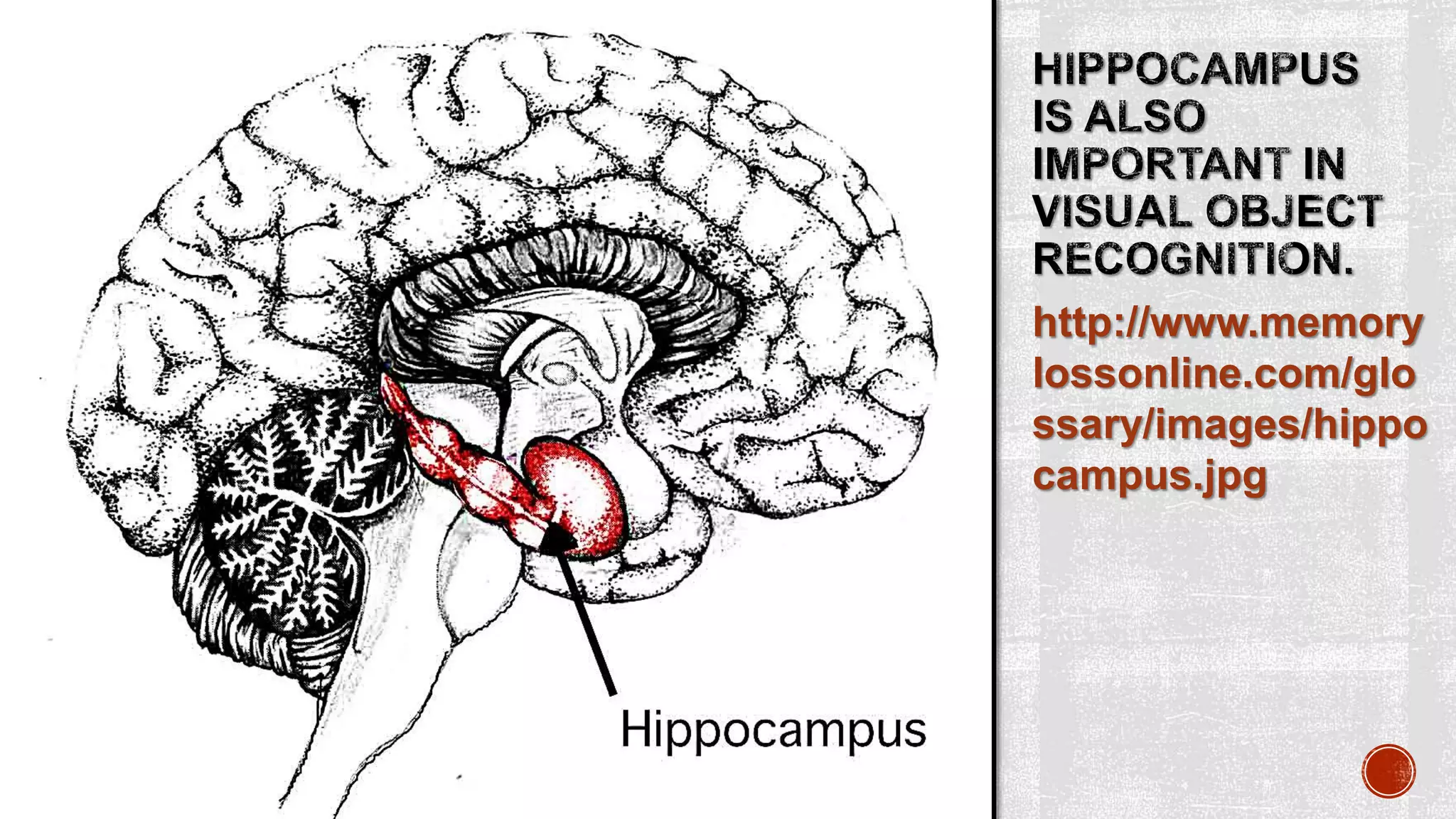 Visual object recognition | PPSX