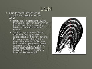 Visual pathway | PPT