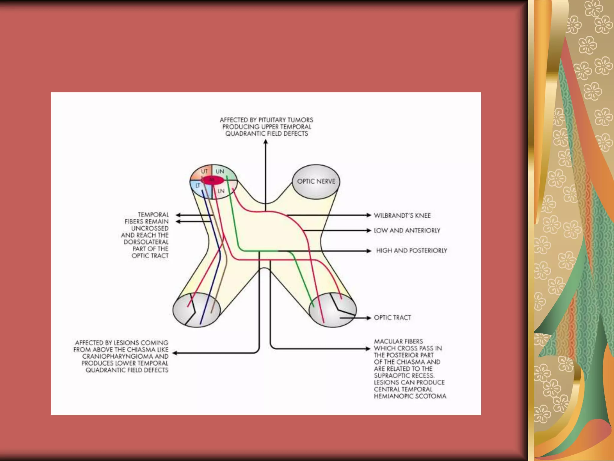 Visual pathway | PPT