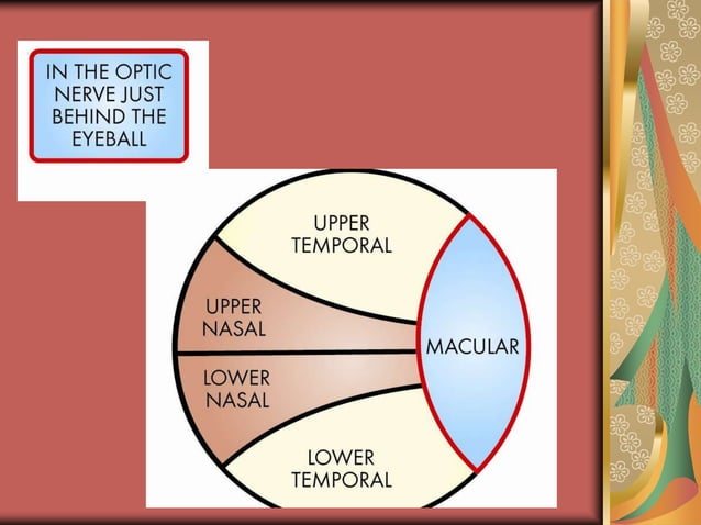 Visual pathway | PPT