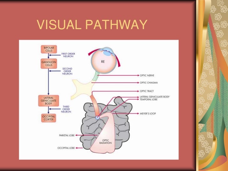 Visual pathway