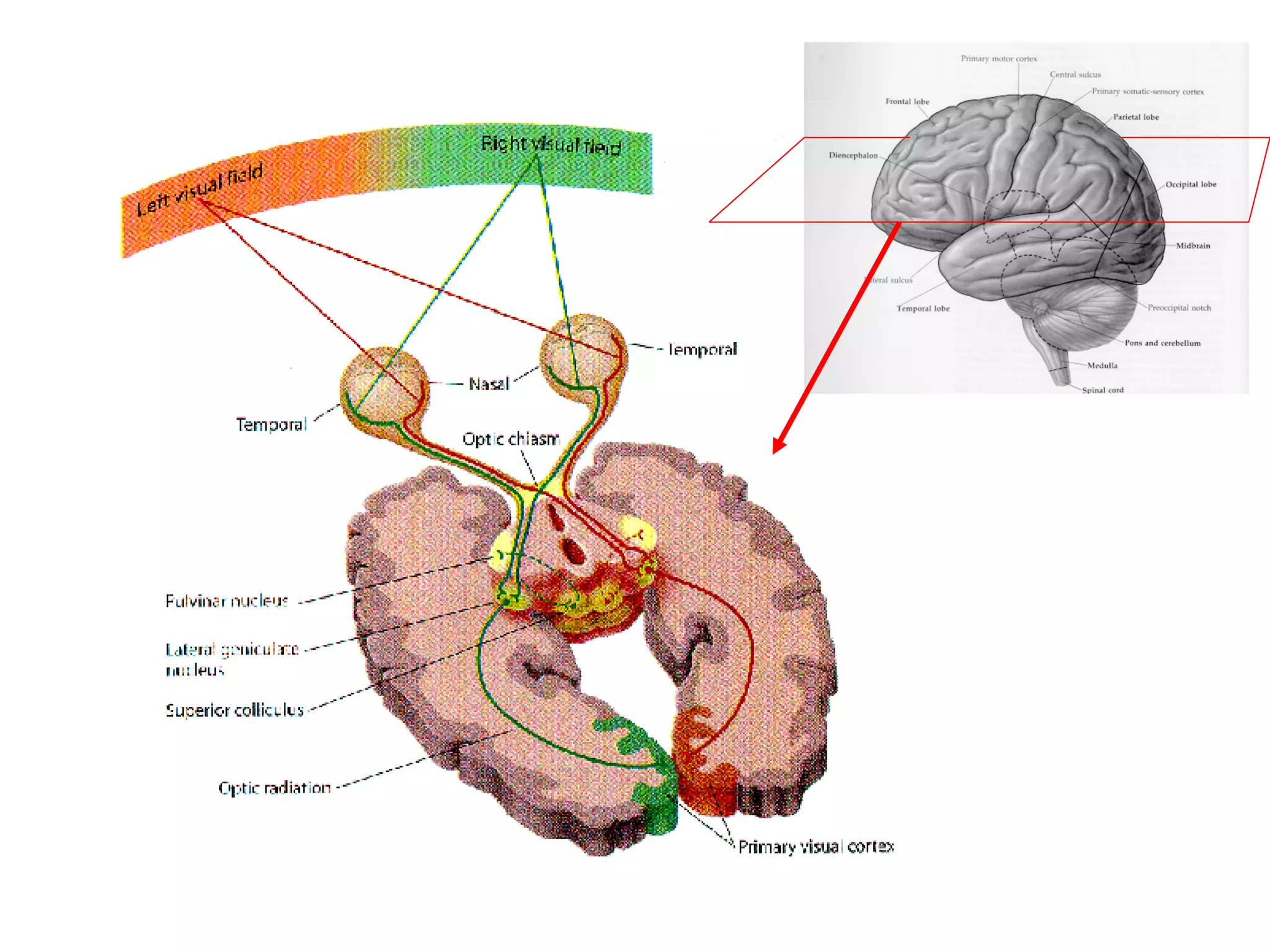 Visual pathway | PPT