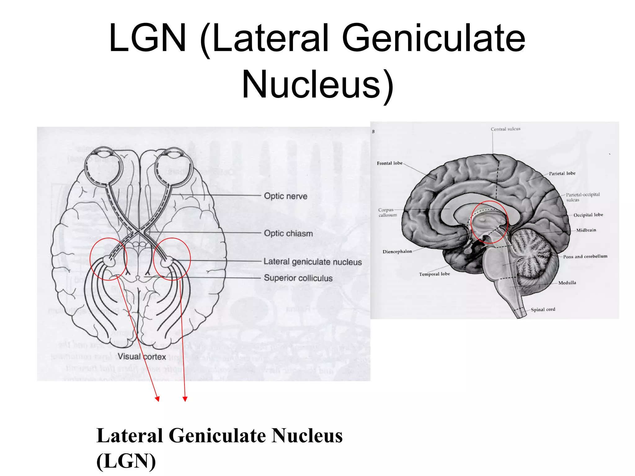 Visual pathway | PPT